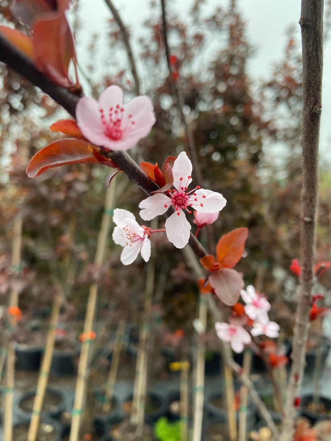 Krauter Vesuvius Purple Leaf Flowering Plum Tree Live 4-6 Foot Tall ...