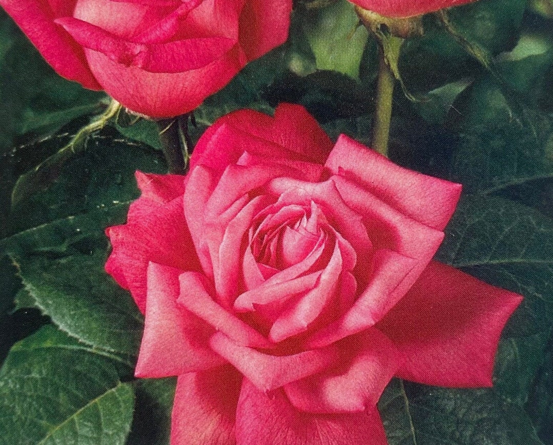 Perfume Delight Hybrid Tea Rose Live Healthy Plant Fragrant Bush ...