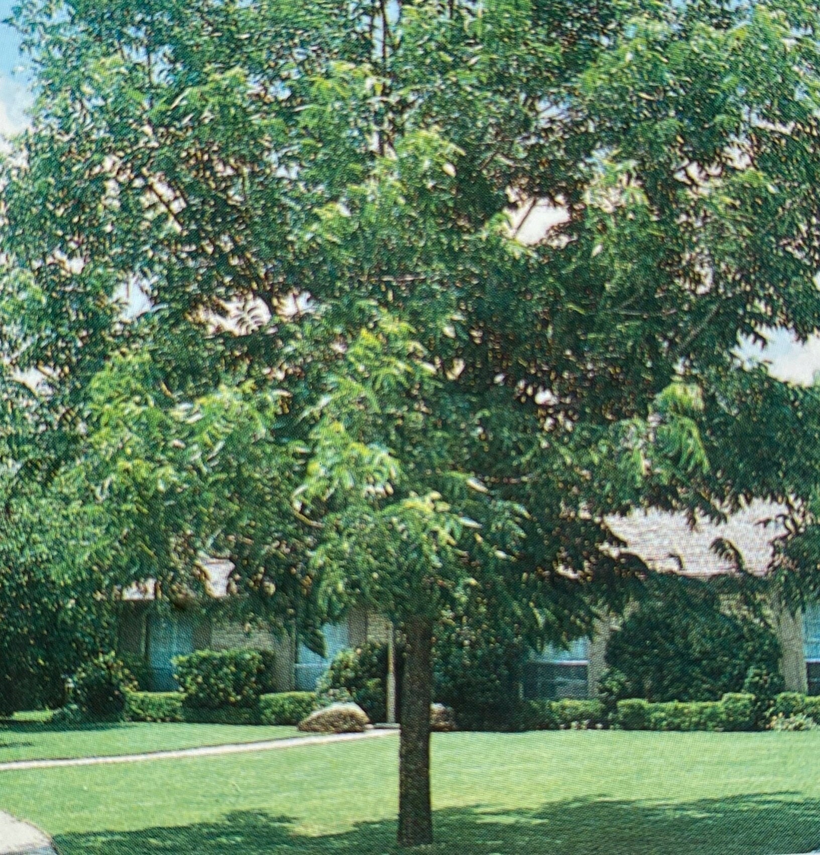 Hardy Pecan Tree Live 4-6 Foot Tall Shade Trees Plant Healthy Plants ...