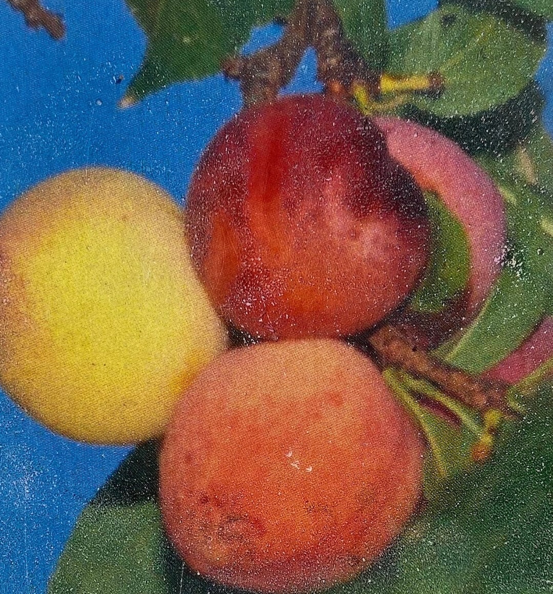 Plumcot Tree Live 4-6 Foot Tall Fruit Trees Plant Healthy Plants ...