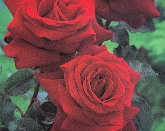 John F. Kennedy Hybrid Tea Rose Live Healthy Plant Fragrant Bush ...