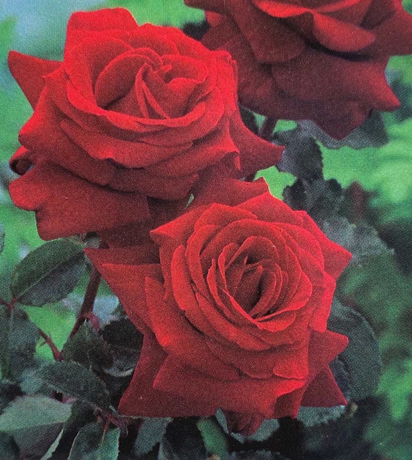 Oklahoma Hybrid Tea Rose Live Healthy Plant Fragrant Bush Flowering ...