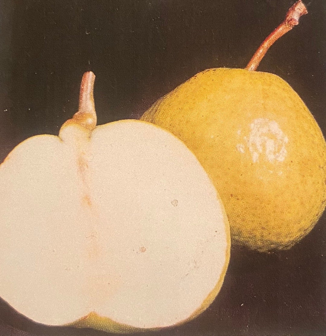 Orient Asian Pear Tree Live Tall Mature Fruit Trees Plant Fresh Pears ...