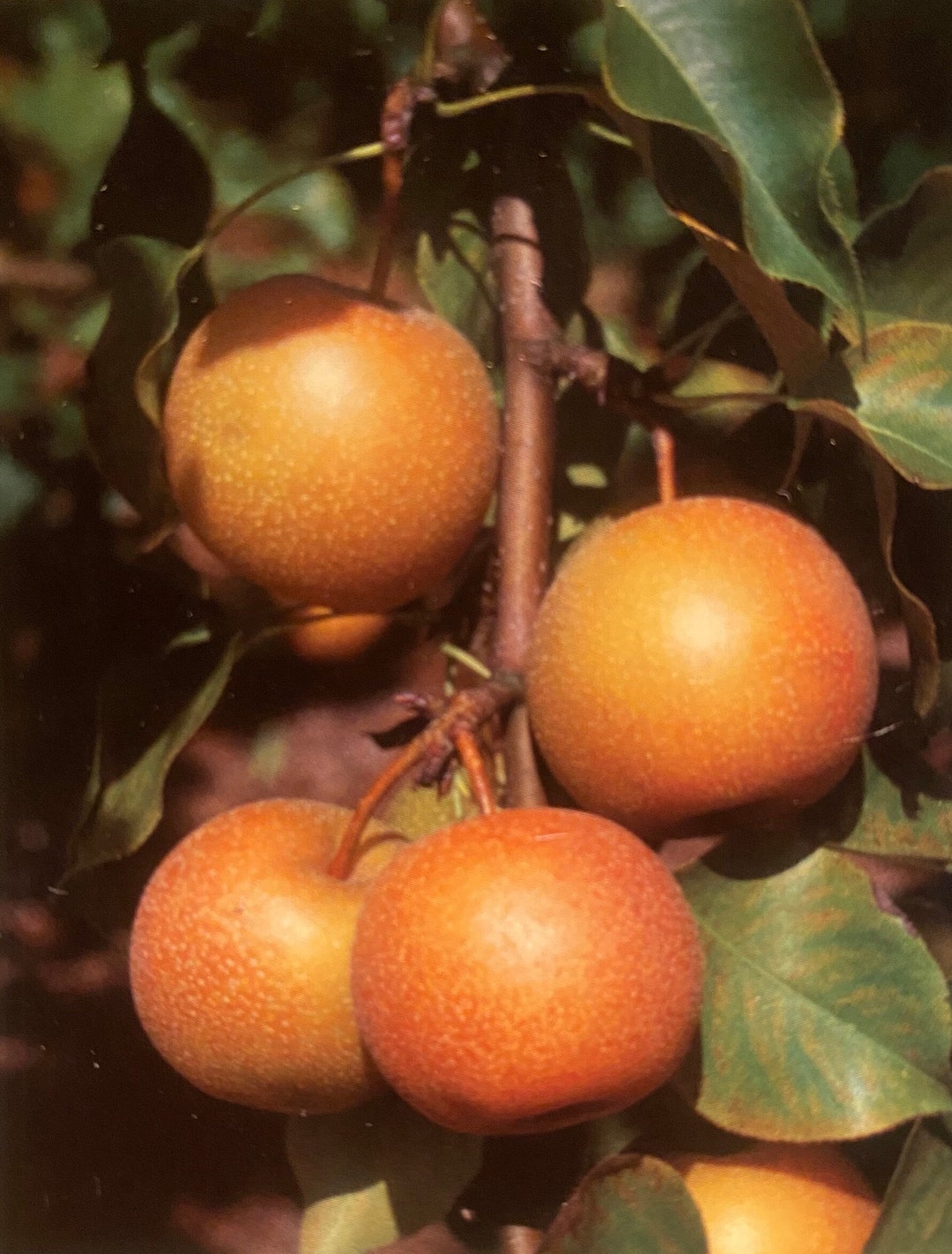 Korean Giant Asian Pear Tree Live 4-6 Foot Tall Fruit Trees Plant ...