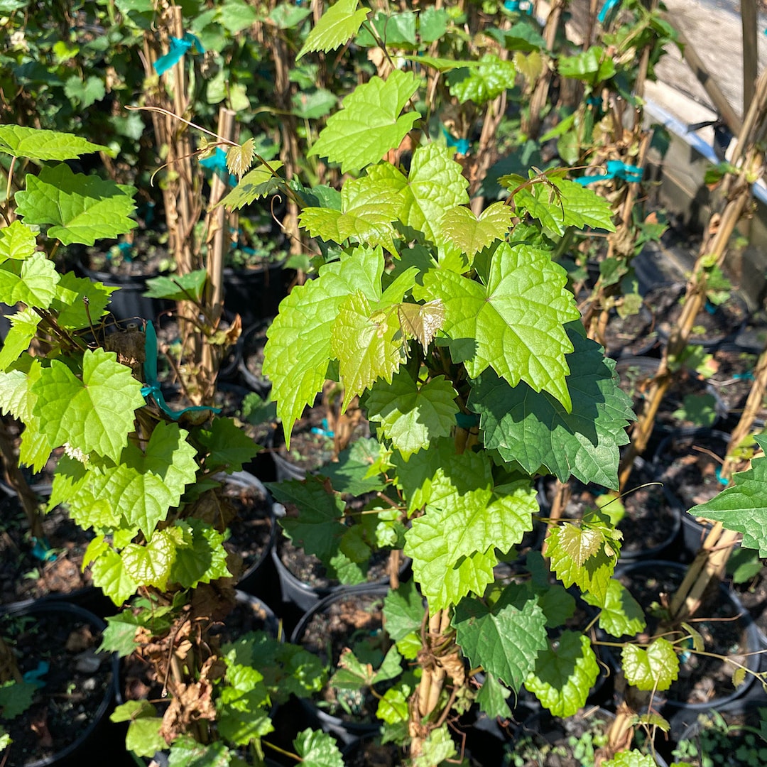 Black Jumbo Muscadine Grape Vine Live Fruit Plant Sustainable Living ...