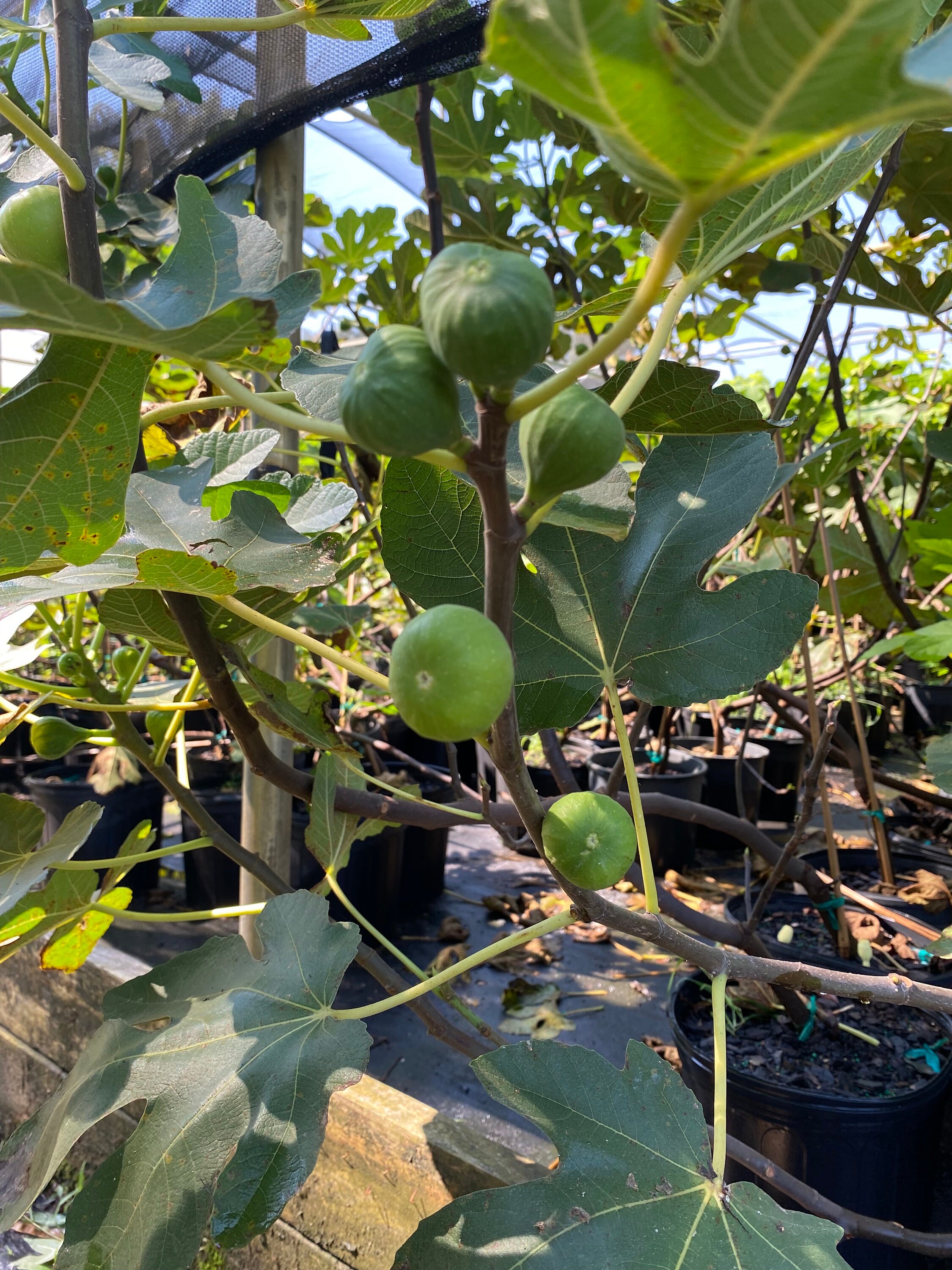 Kadota Fig Tree Live Plants Healthy Fruit Trees Canning Preserves Drying Fresh Snack - Etsy