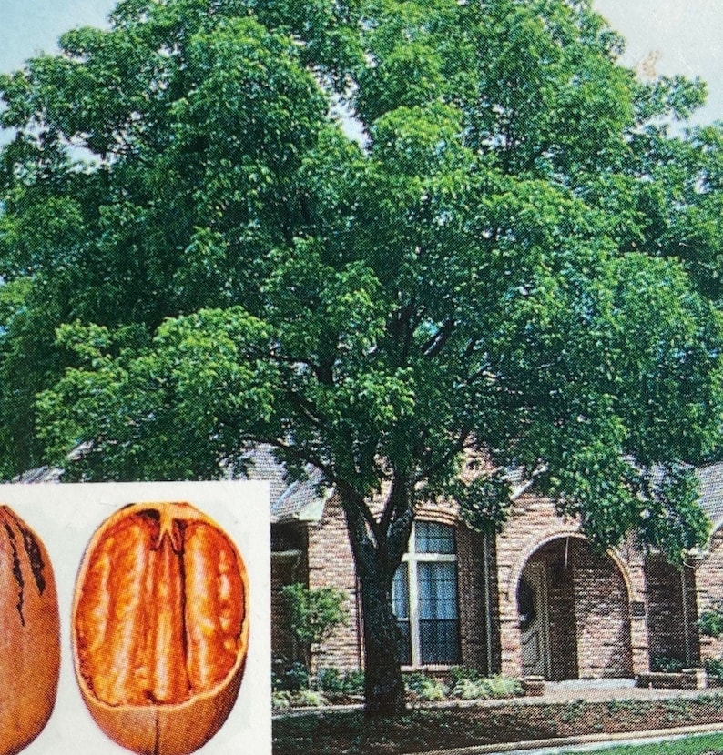 Kiowa Papershell Pecan Tree Live 4-6 Foot Tall Shade Trees Plant ...