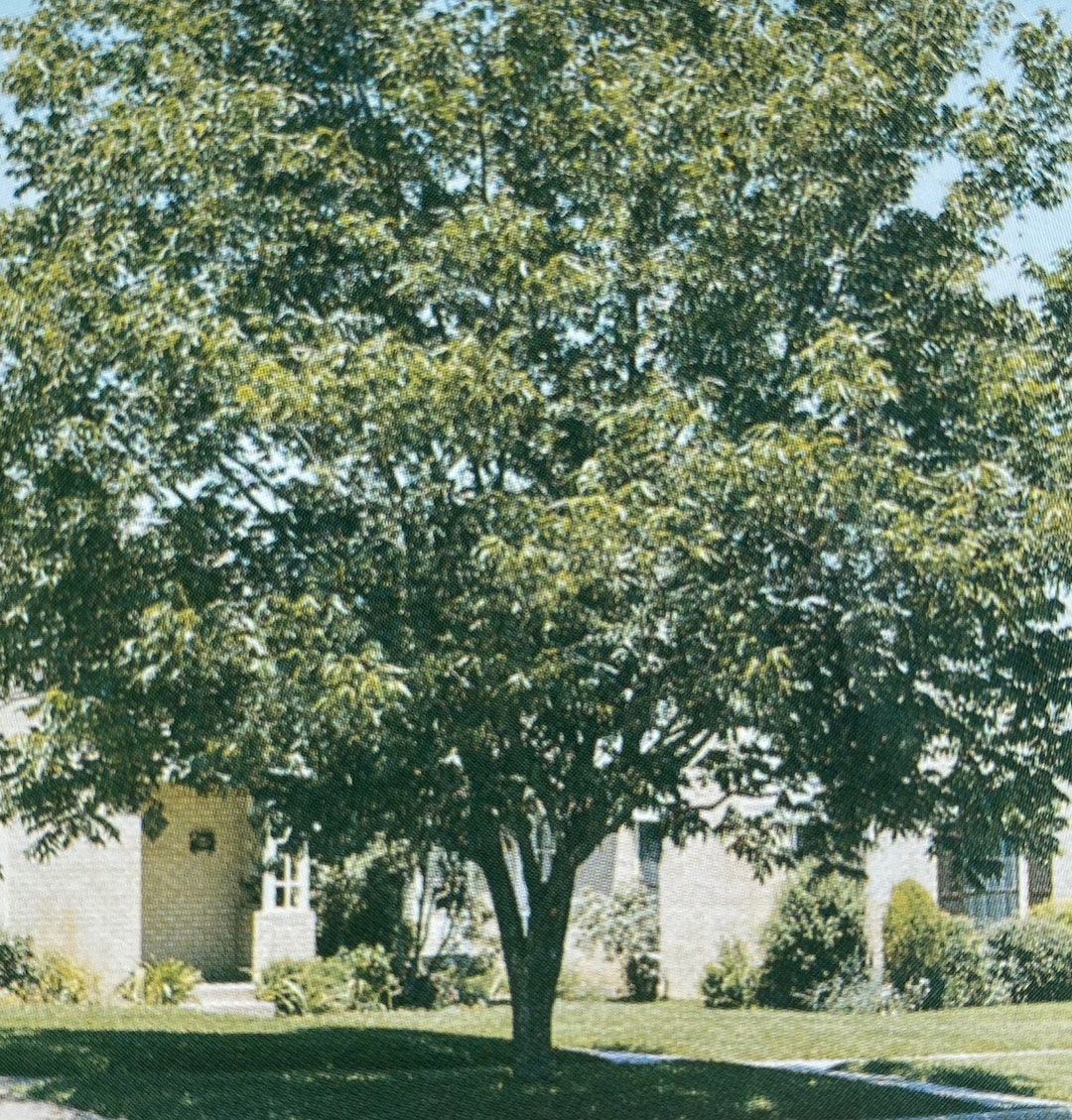 Wichita Pecan Tree Live 4-6 Foot Tall Shade Trees Plant Healthy Plants ...