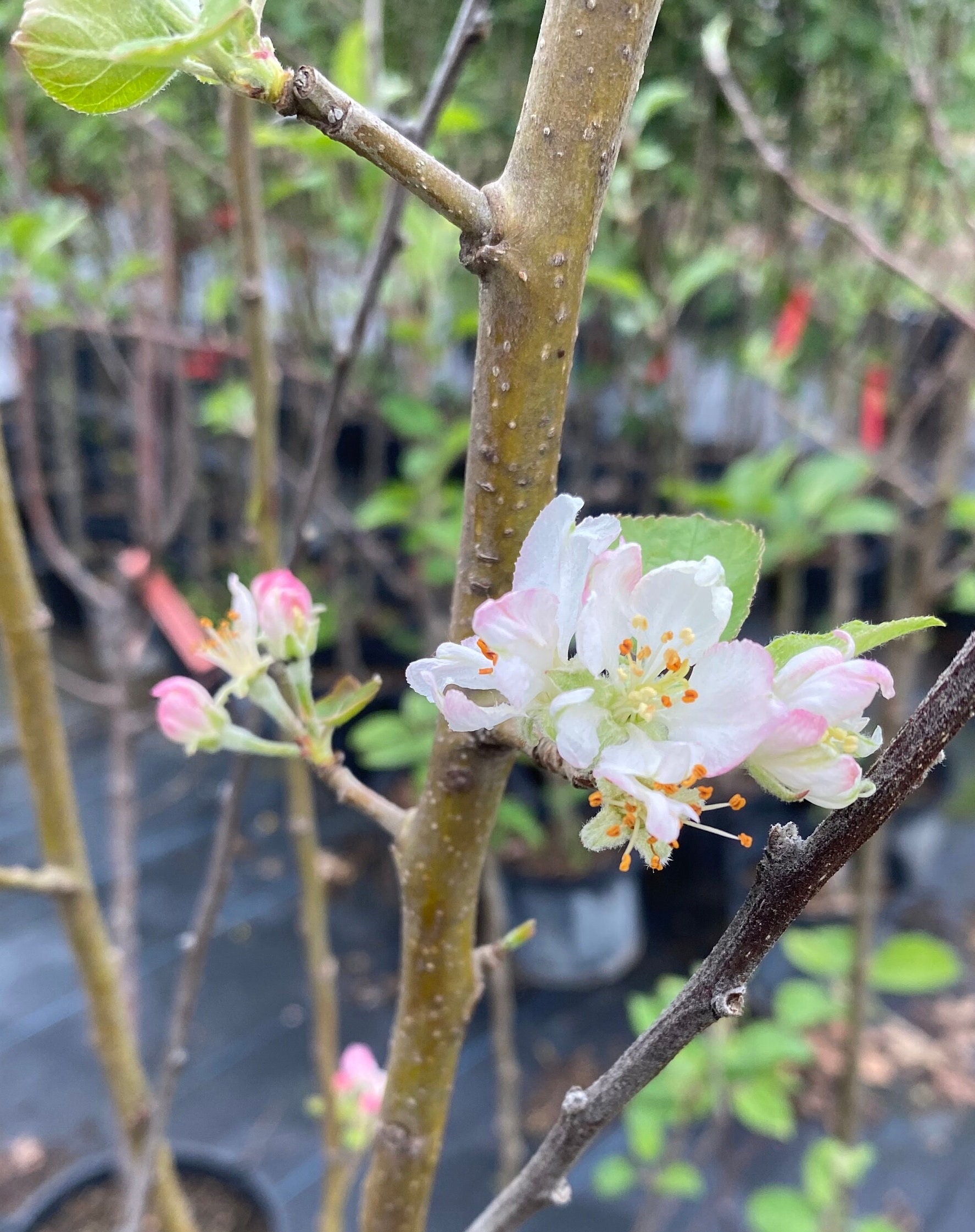 Pink Lady Apple Tree Live 4-6 Foot Tall Fruit Trees Healthy Plants ...