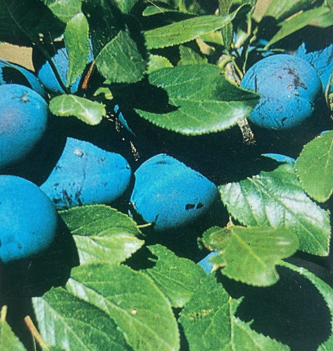 Stanley Plum Tree Live 4-6 Foot Tall Fruit Trees Plant Healthy Plants ...