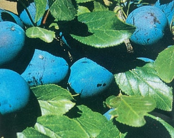 Rubrum Plum Tree Live 4-6 Foot Tall Fruit Trees Plant Healthy Plants ...