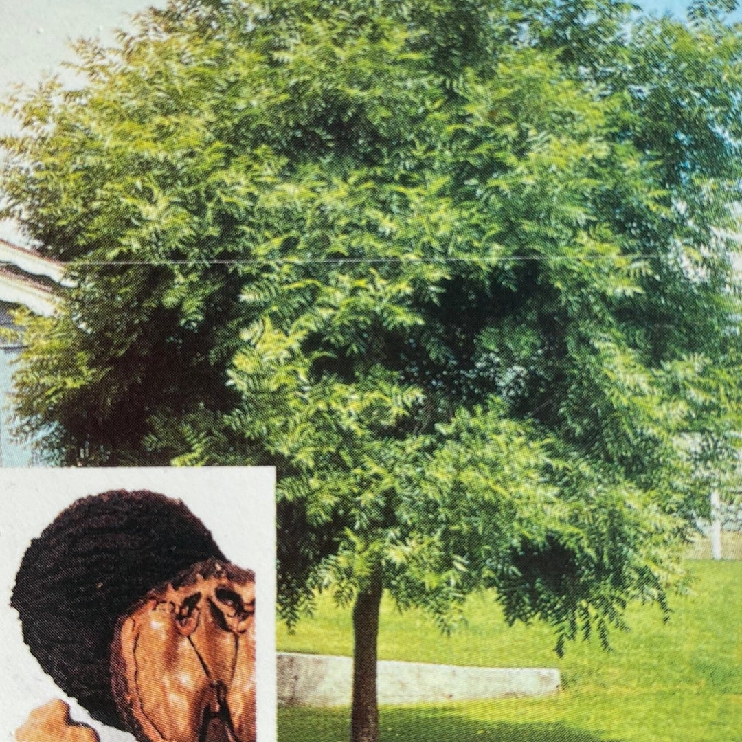 Unnamed English Walnut Tree Live 4-6 Foot Tall Shade Trees Plant ...