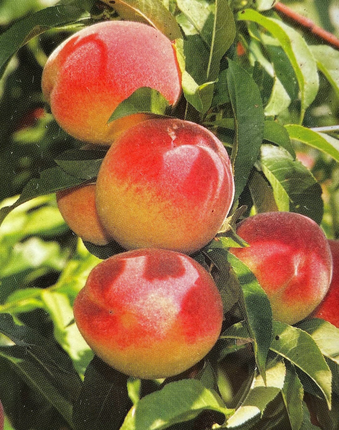 Red Globe Peach Tree Live 4-6 Foot Tall Trees Healthy Plants Orchards ...
