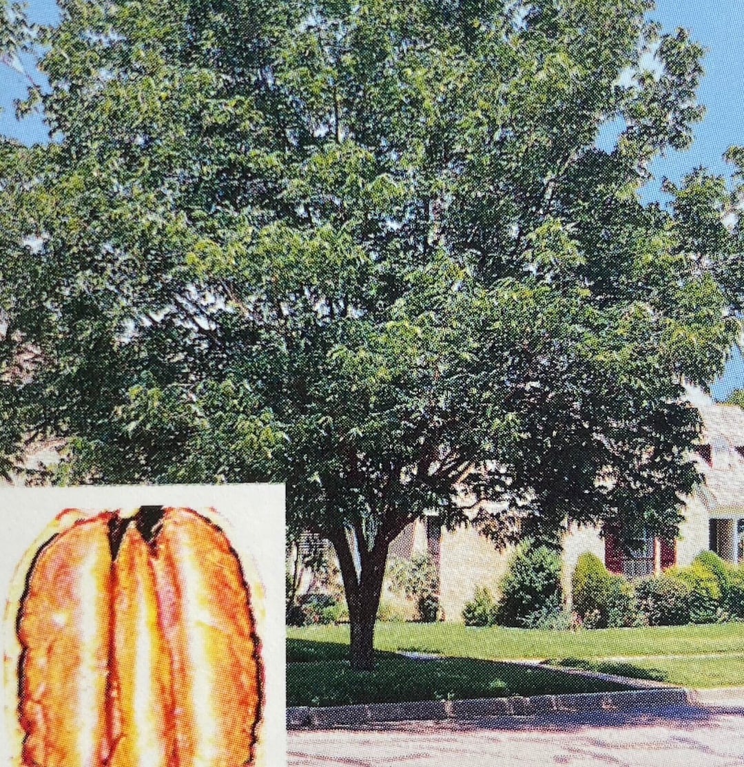 Stuart Papershell Pecan Tree Live 4-6 Foot Tall Shade Trees Plant ...