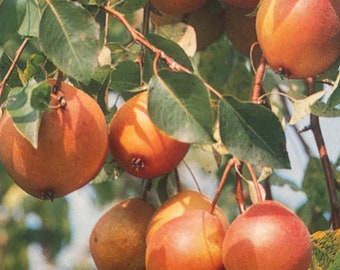 Moonglow Pear Tree Live 4-6 Foot Tall Fruit Trees Plant Healthy Plants ...