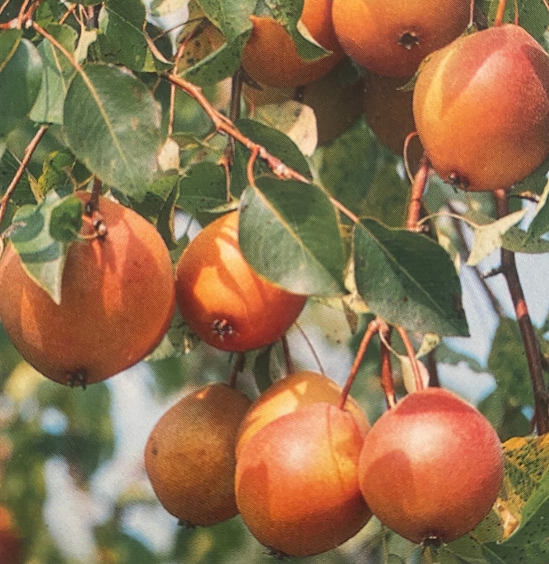 Ayers Pear Tree Live 4-6 Foot Tall Fruit Trees Plant Healthy Plants ...