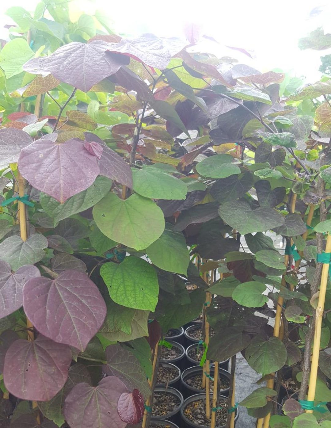 Black Pearl Redbud Tree Live 4-6 Foot Tall Trees Ornamental Landscape ...