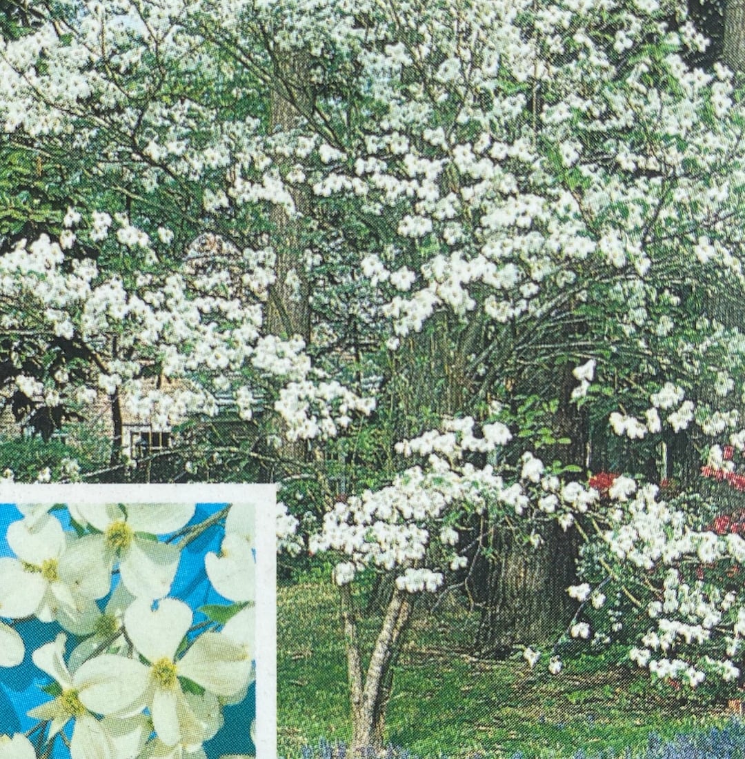 White Flowering Dogwood Tree Live 4-6 Foot Tall Shade Trees Ornamental ...