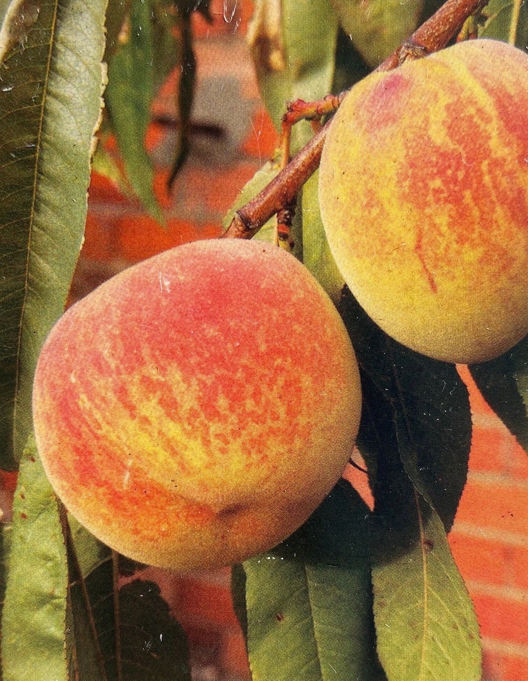 Ranger Peach Tree Live 4-6 Foot Tall Trees Healthy Plants Orchards ...