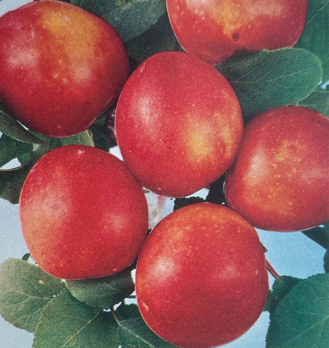 Bruce Plum Tree Live 4-6 Foot Tall Fruit Trees Plant Healthy Plants ...