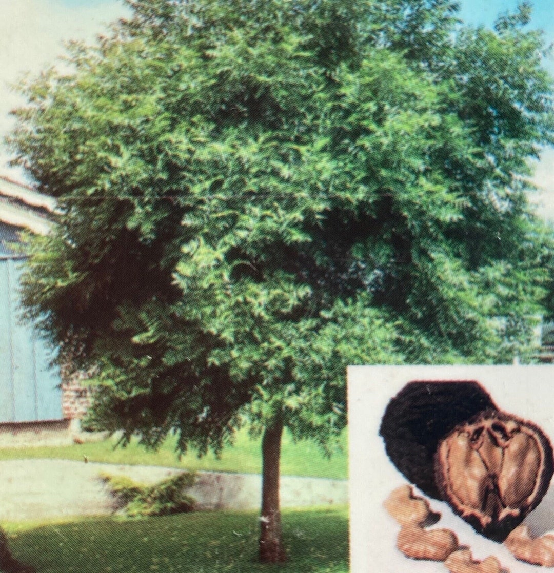 Thomas Black Walnut Tree Live 4-6 Foot Tall Shade Trees Plant Healthy ...