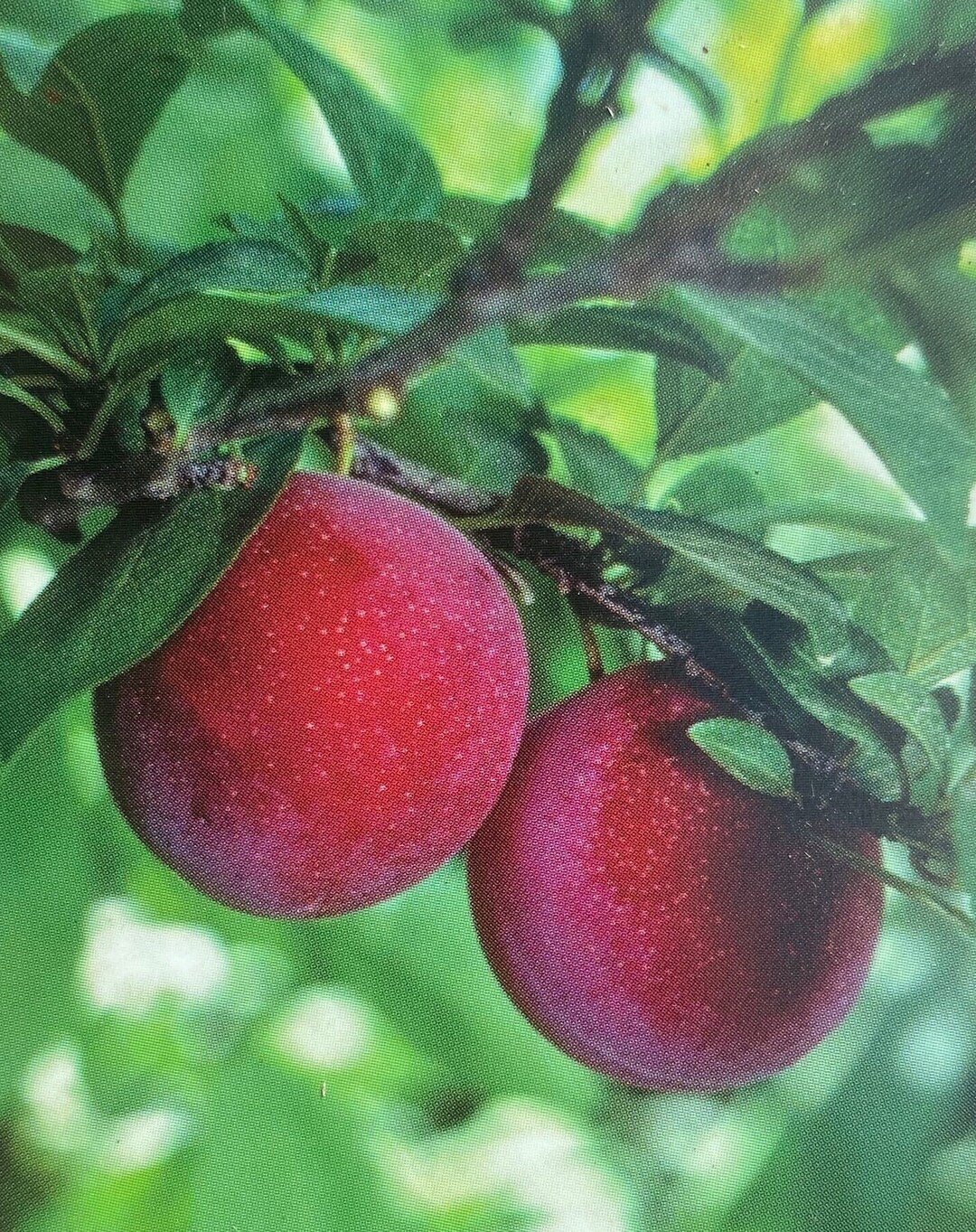 Allred Plum Tree Live 4-6 Foot Tall Fruit Trees Plant Healthy Plants ...