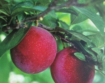 Rubrum Plum Tree Live 4-6 Foot Tall Fruit Trees Plant Healthy Plants ...