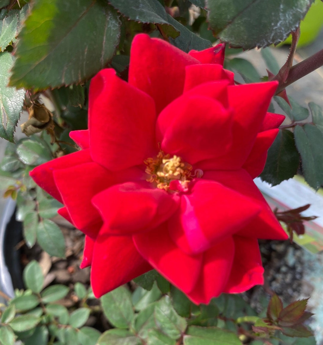 Double Knock Out Red Rose Live Healthy Plant Fragrant Bush Flowering ...