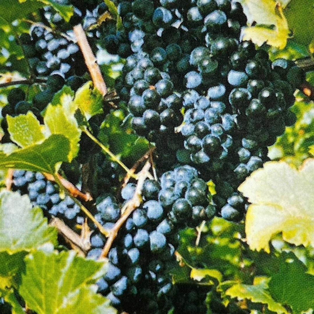 Black Spanish Lenoir Jacquez Grape Vine Live Berry Plant Healthy Garden ...