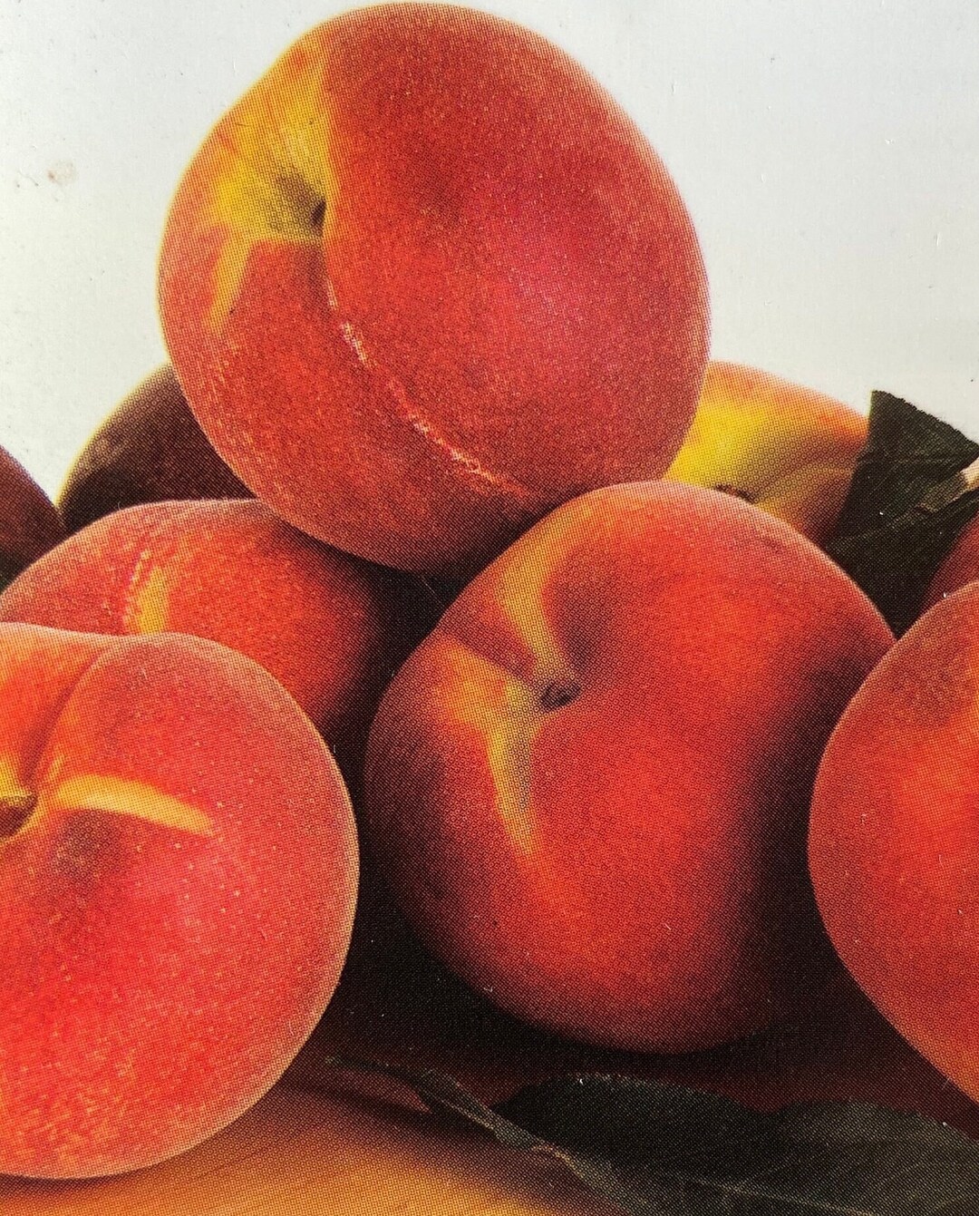 Ruston Red Peach Tree Live 4-6 Foot Tall Trees Healthy Plants Orchards ...