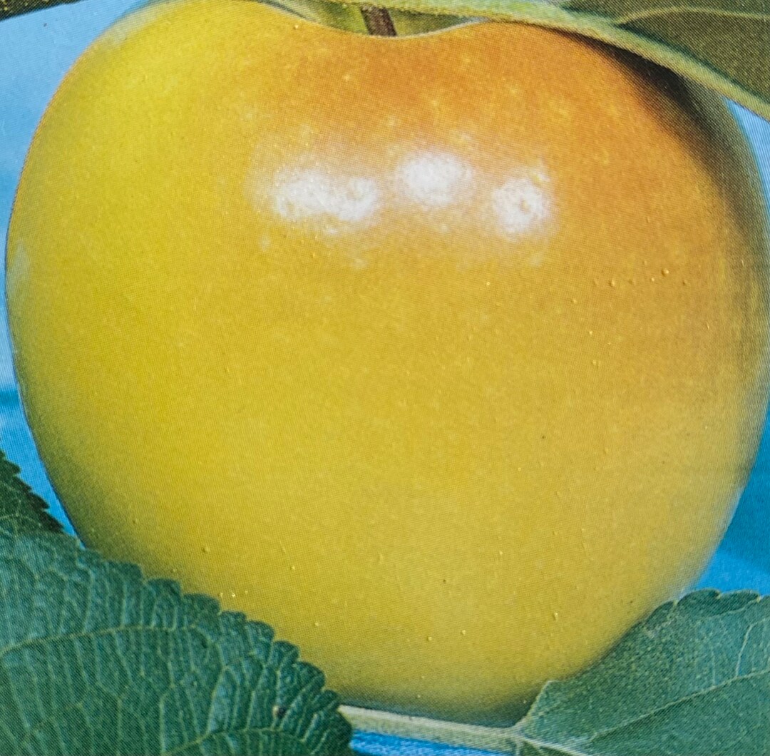 Anna Apple Tree Live 4-6 Foot Tall Fruit Trees Healthy Plants Orchard ...