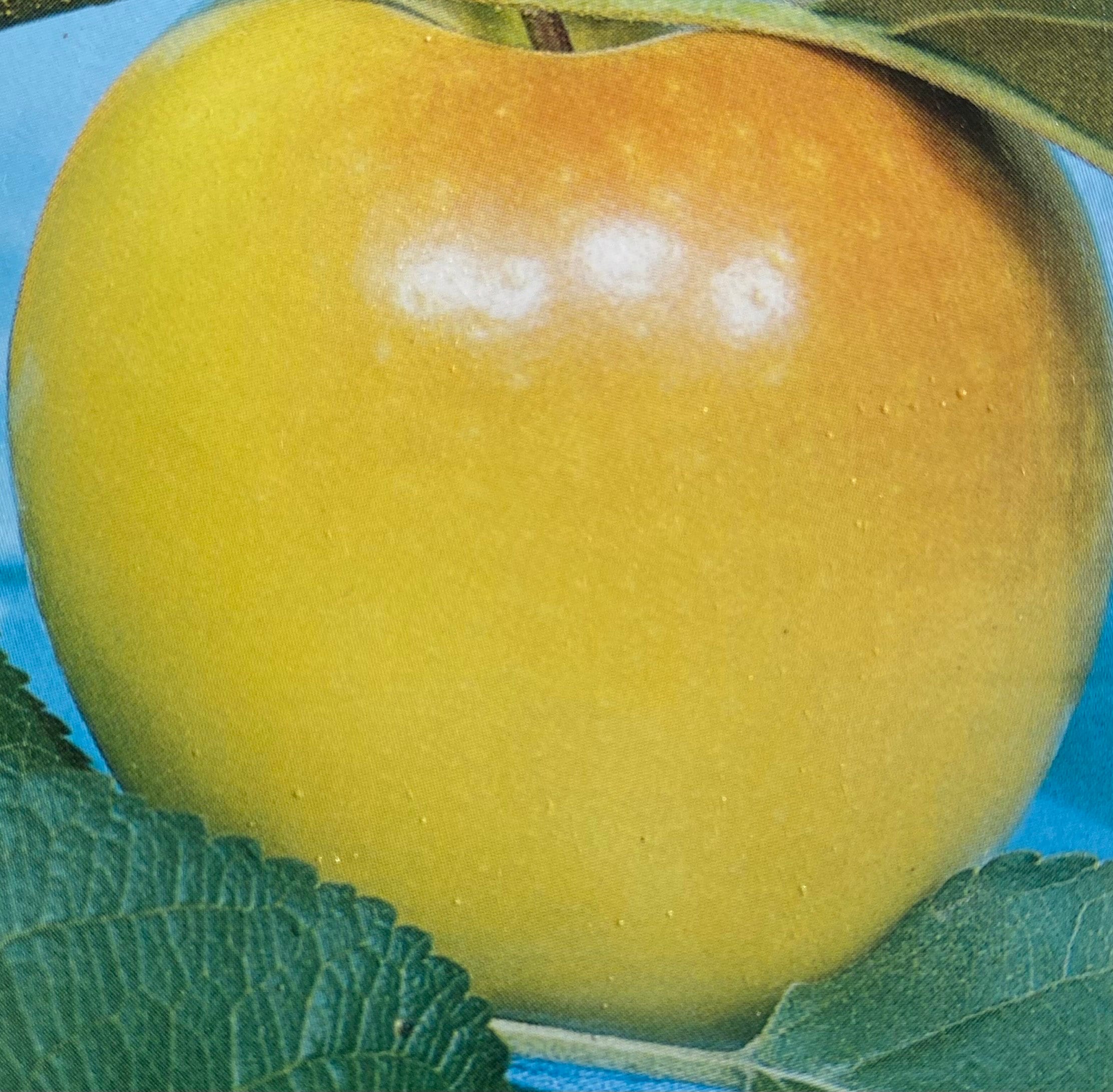 Anna Apple Tree Live 4-6 Foot Tall Fruit Trees Healthy Plants Orchard ...