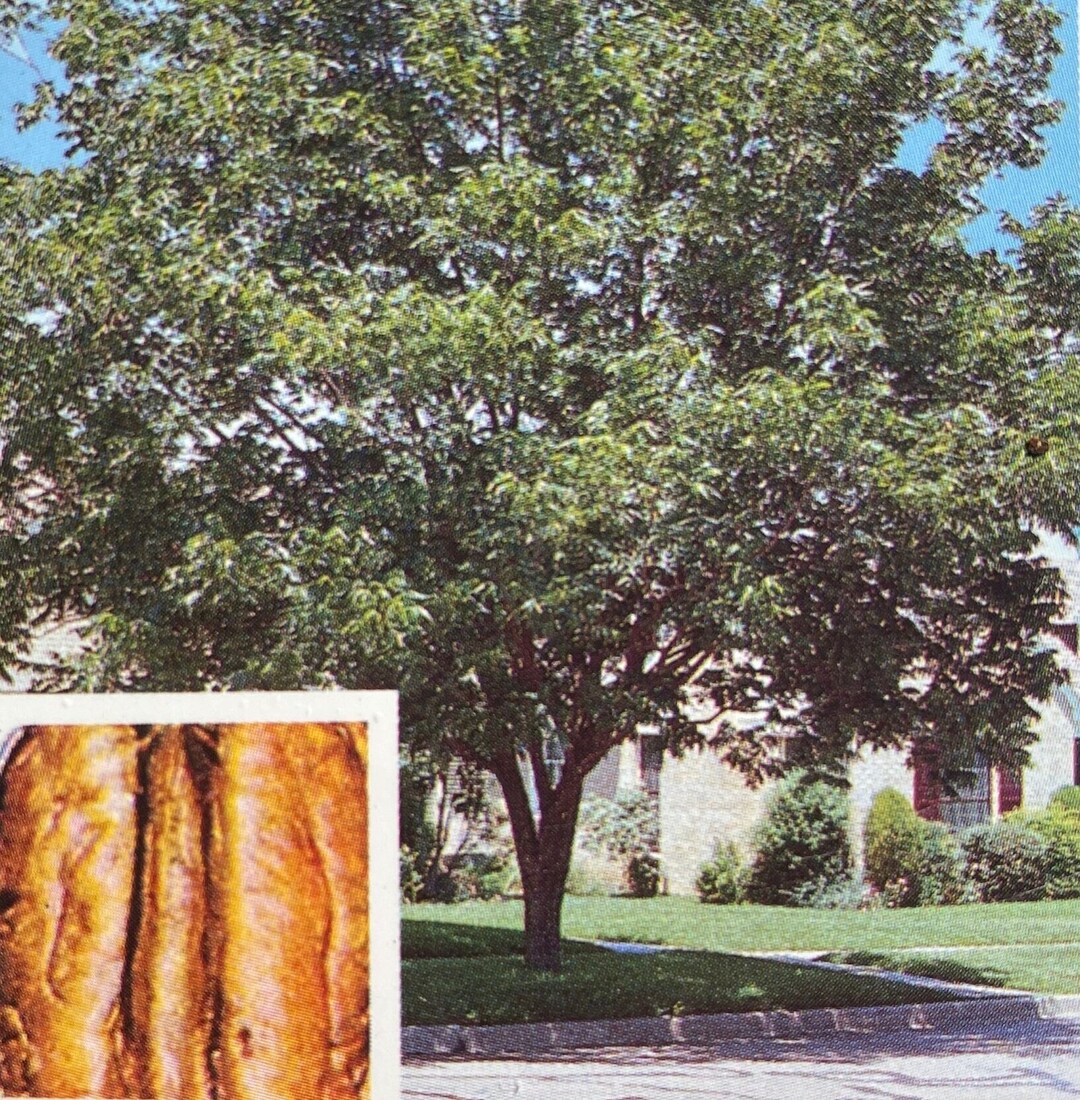 Cape Fear Papershell Pecan Tree Live 4-6 Foot Tall Shade Trees Plant ...