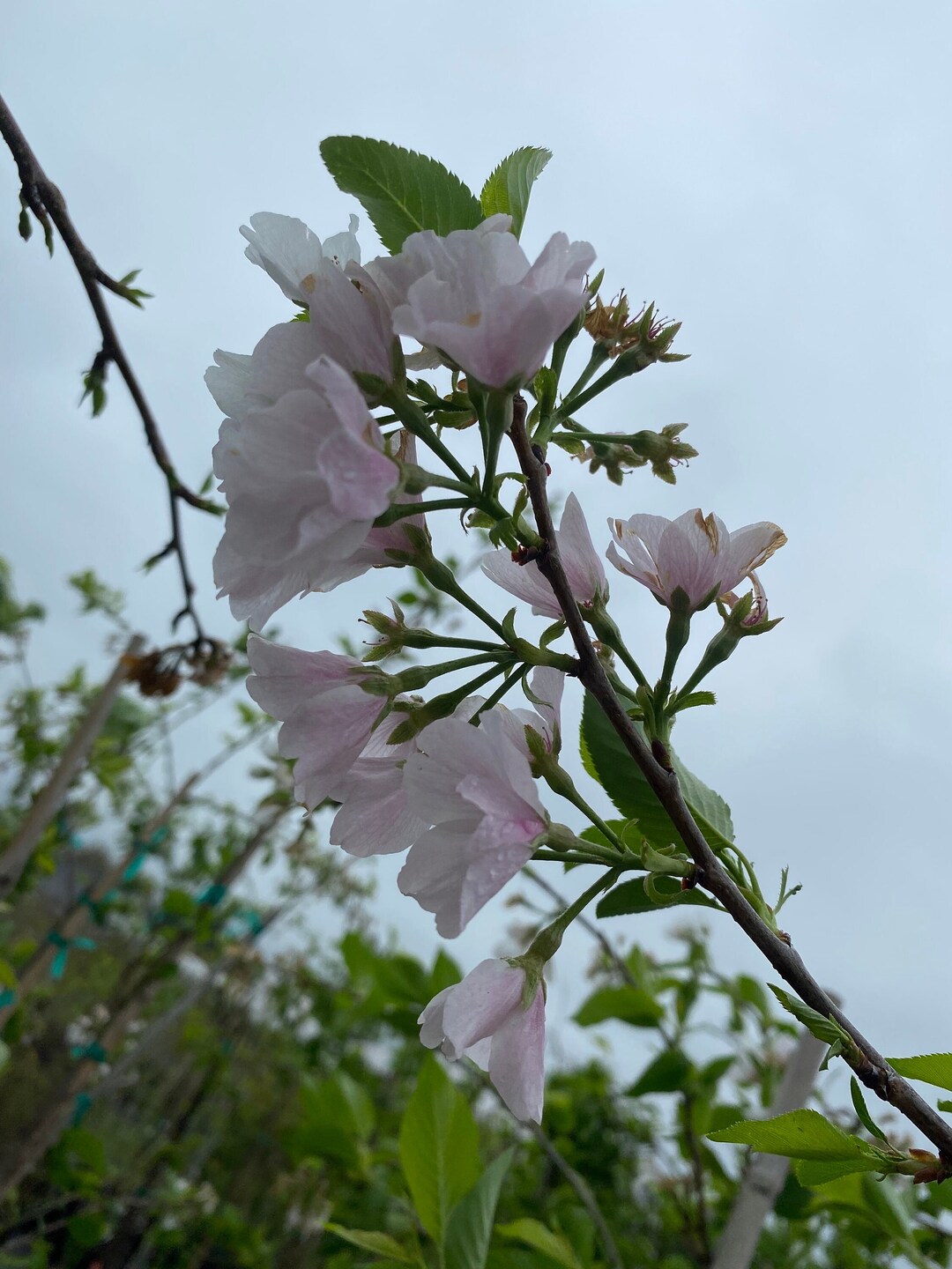 Yoshino Flowering Cherry (pink) Tree Live 4-6 Foot Tall Trees ...