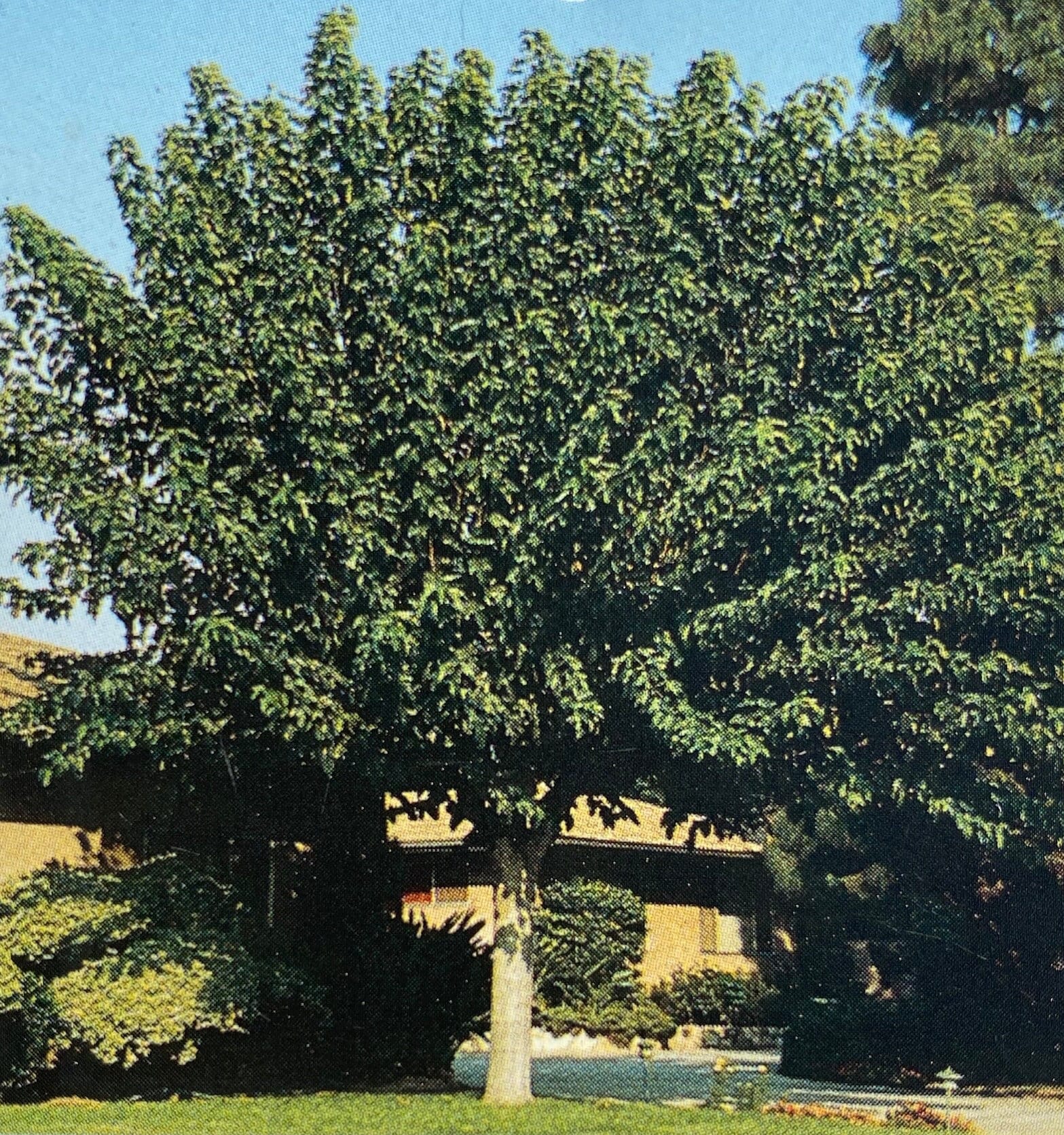 Fruitless Mulberry Tree Live 4-6 Foot Tall Shade Trees Healthy Plants ...