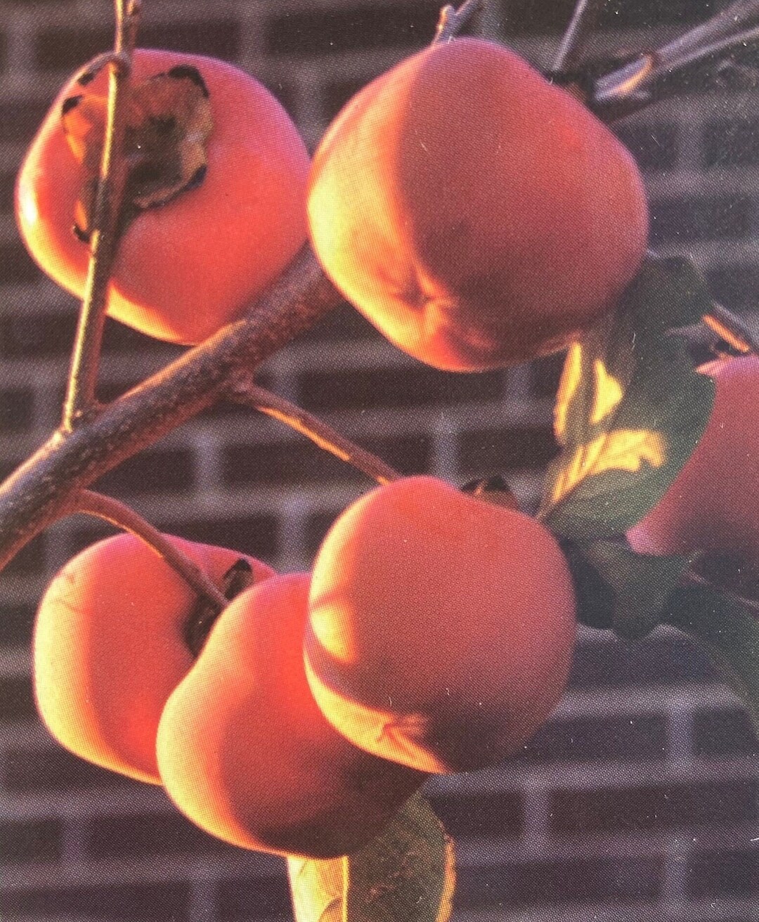Tanenashi Persimmon Tree Live 4-6 Foot Tall Healthy Fruit Trees Plant ...