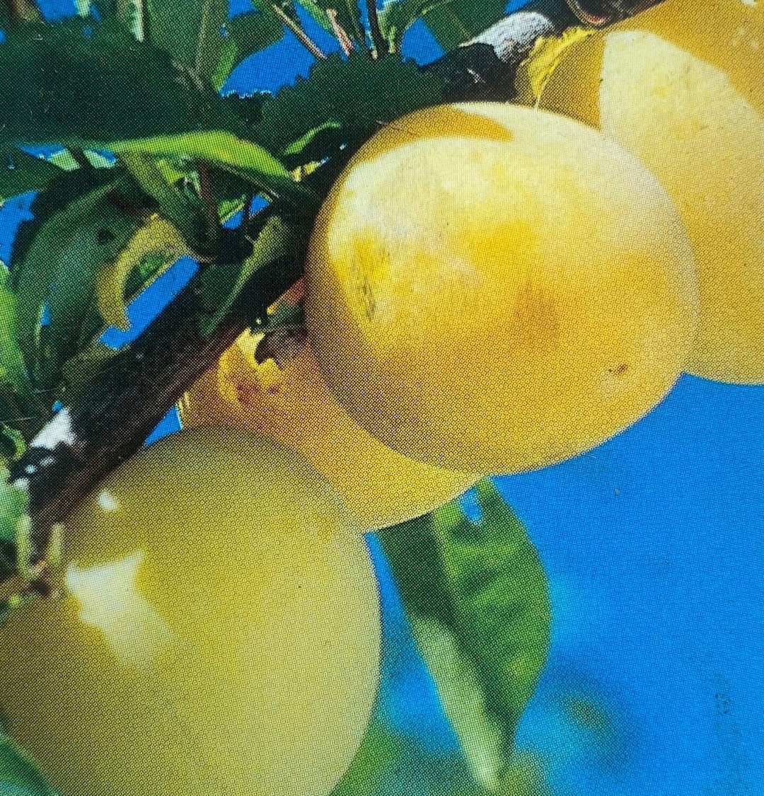 Gold Plum Tree Live 4-6 Foot Tall Fruit Trees Plant Healthy Plants ...