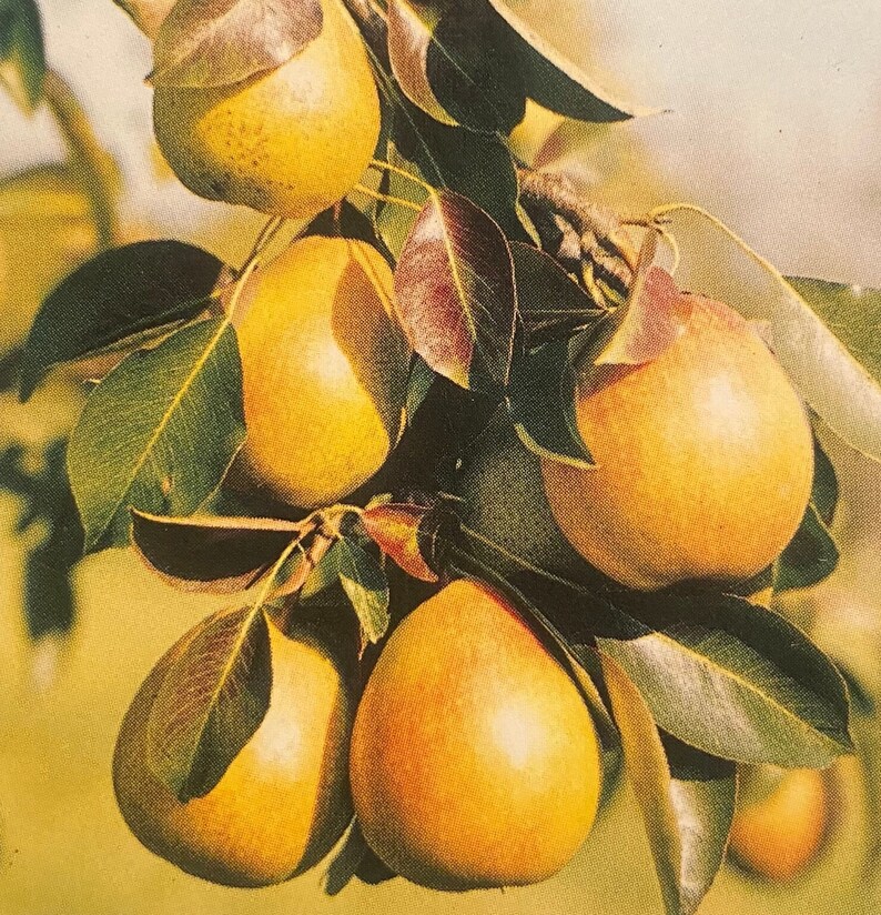Moonglow Pear Tree Live 4-6 Foot Tall Fruit Trees Plant Healthy Plants ...