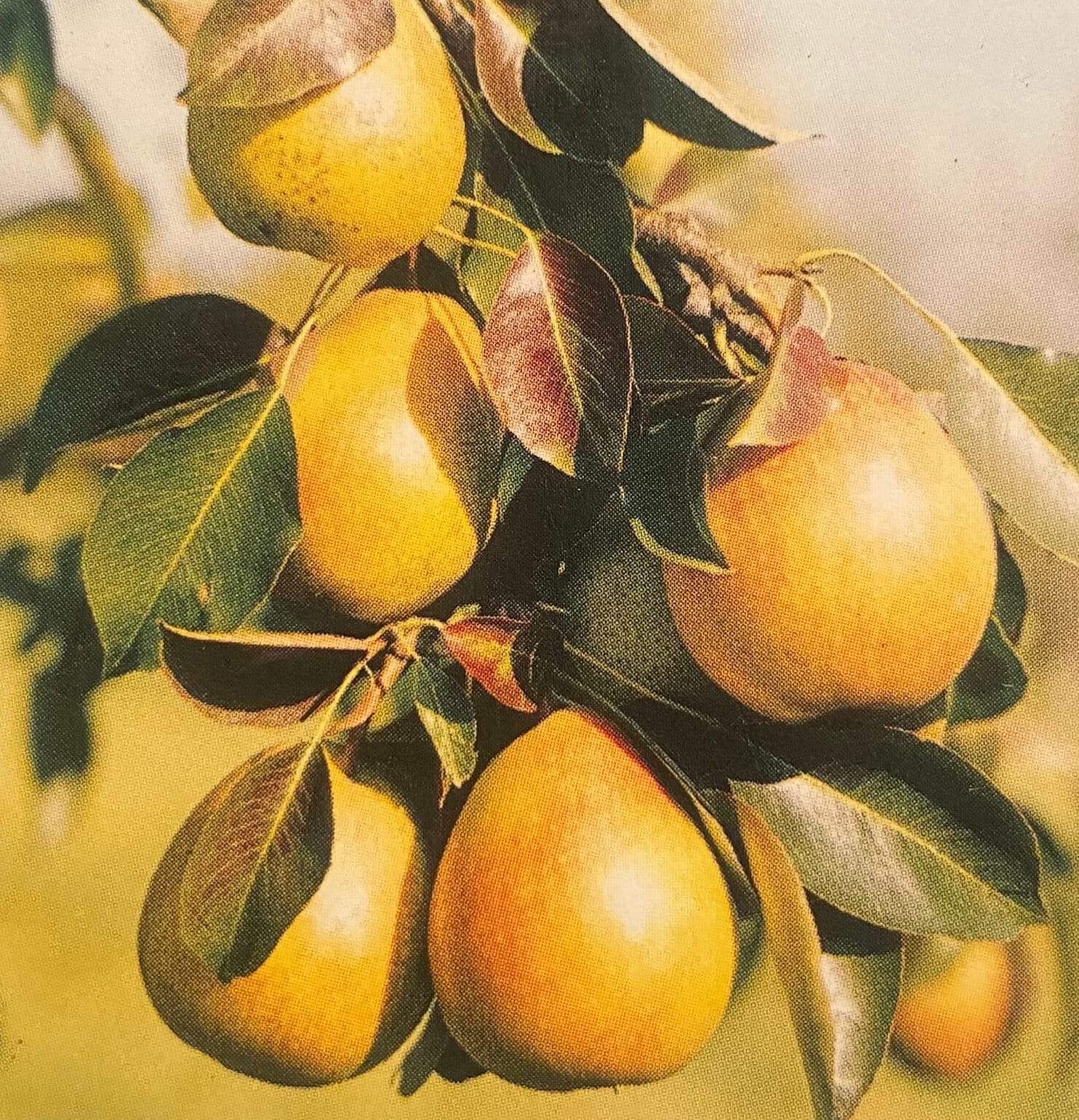 Moonglow Pear Tree Live 4-6 Foot Tall Fruit Trees Plant Healthy Plants ...