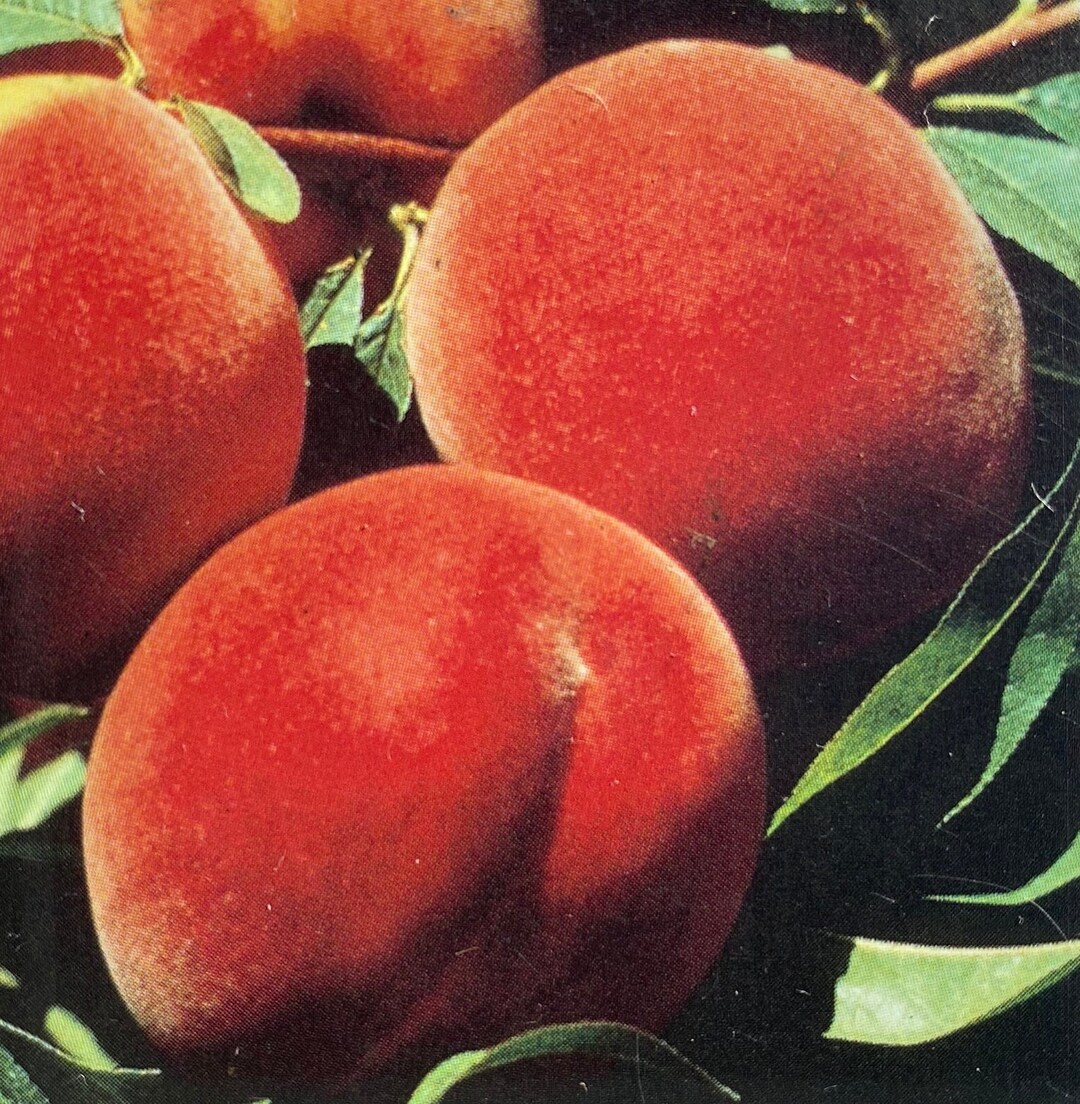 Indian Blood Cling Peach Tree Live 4-6 Foot Tall Trees Healthy Plants ...