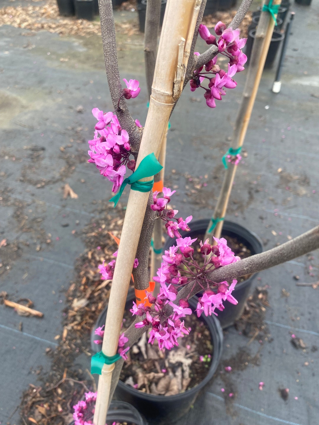 Merlot Redbud Tree Live 4-6 Foot Tall Trees Ornamental Landscape ...