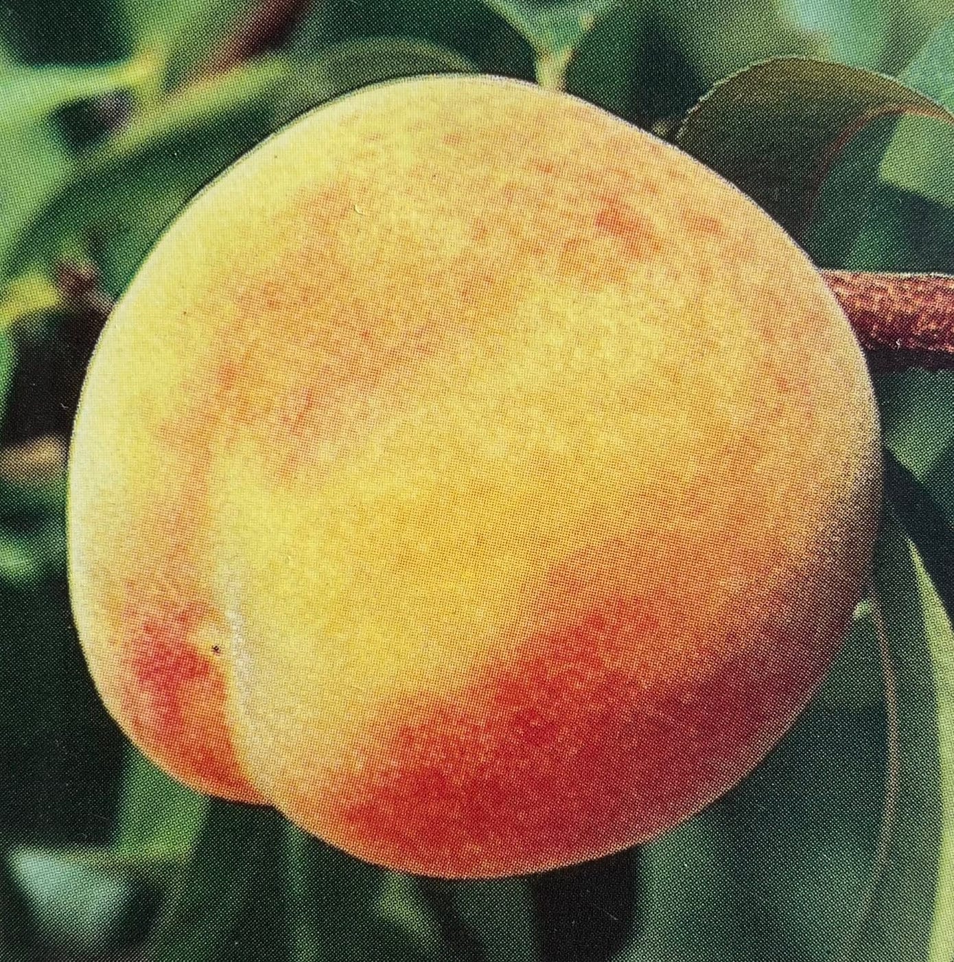 La Feliciana Peach Tree Live 4-6 Foot Tall Trees Healthy Plants ...