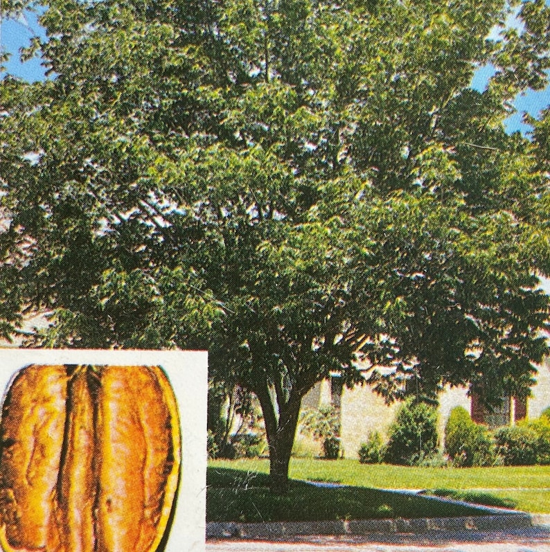 Sumner Pecan Tree Live 4-6 Foot Tall Shade Trees Plant Healthy Plants ...