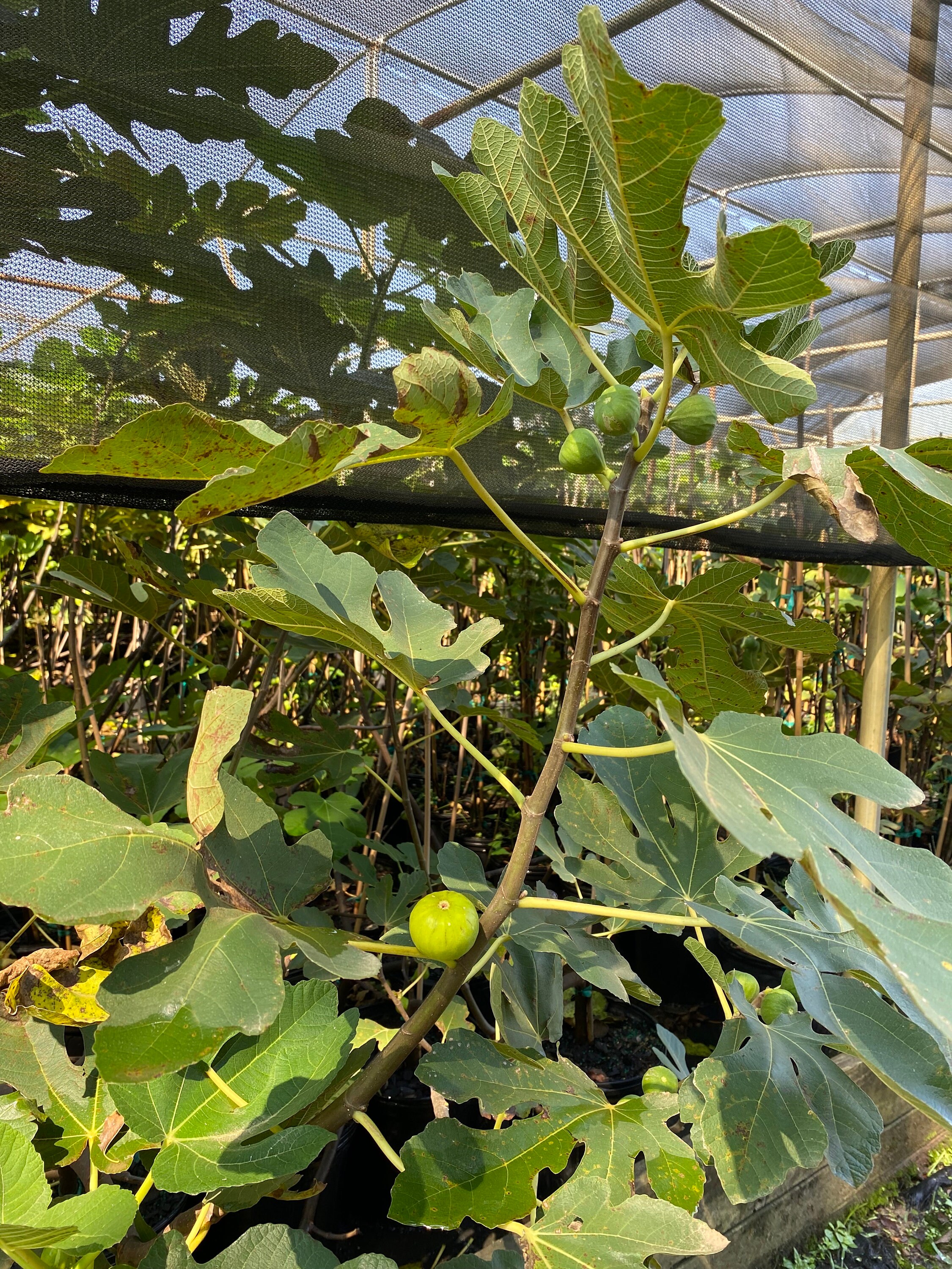 Texas Everbearing Fig Tree Live Plants Healthy Fruit Trees Canning ...