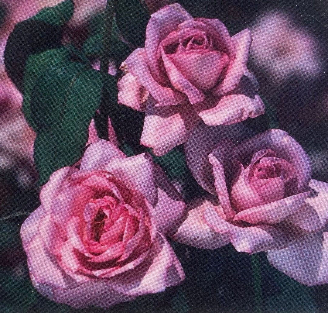 Blue Girl Hybrid Tea Rose Live Healthy Plant Fragrant Bush Flowering ...