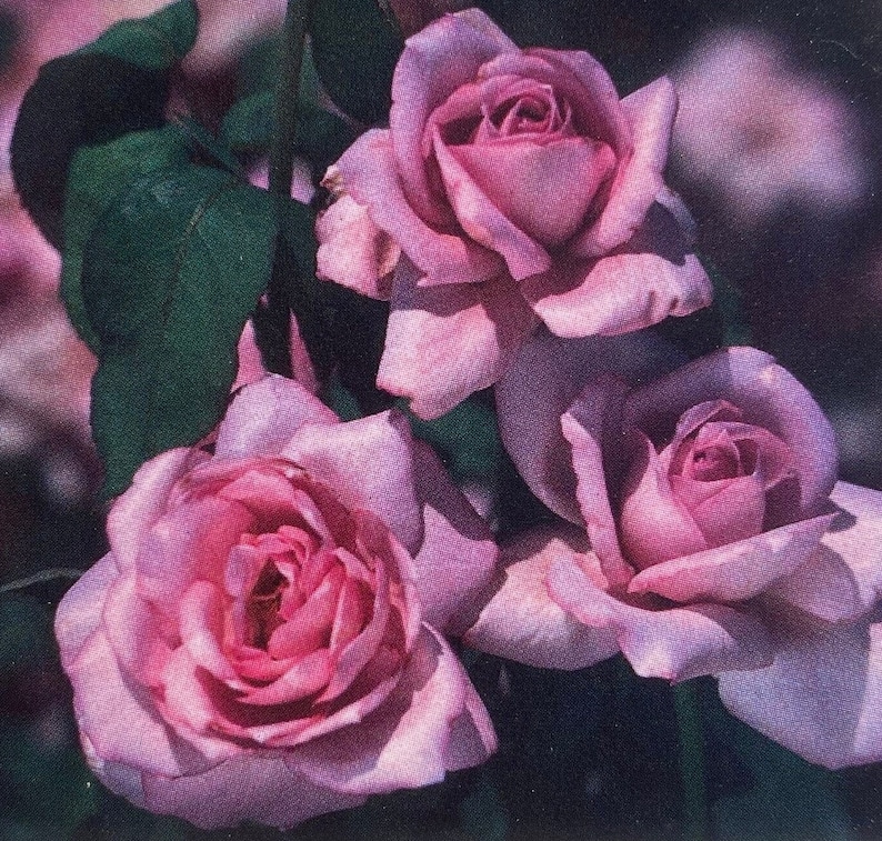 Blue Girl Hybrid Tea Rose Live Healthy Plant Fragrant Bush Flowering ...