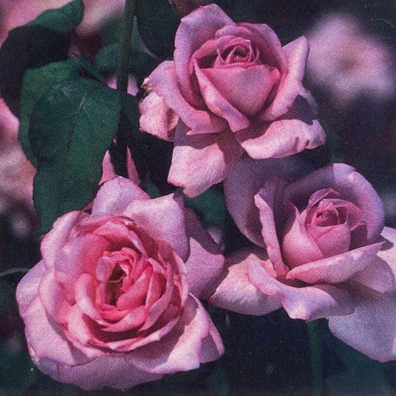 Blue Rose Plant - Etsy