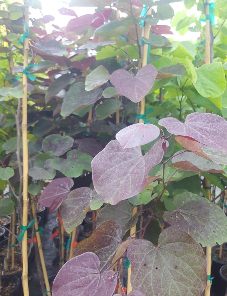 Merlot Redbud Tree Live 4-6 Foot Tall Trees Ornamental Landscape ...