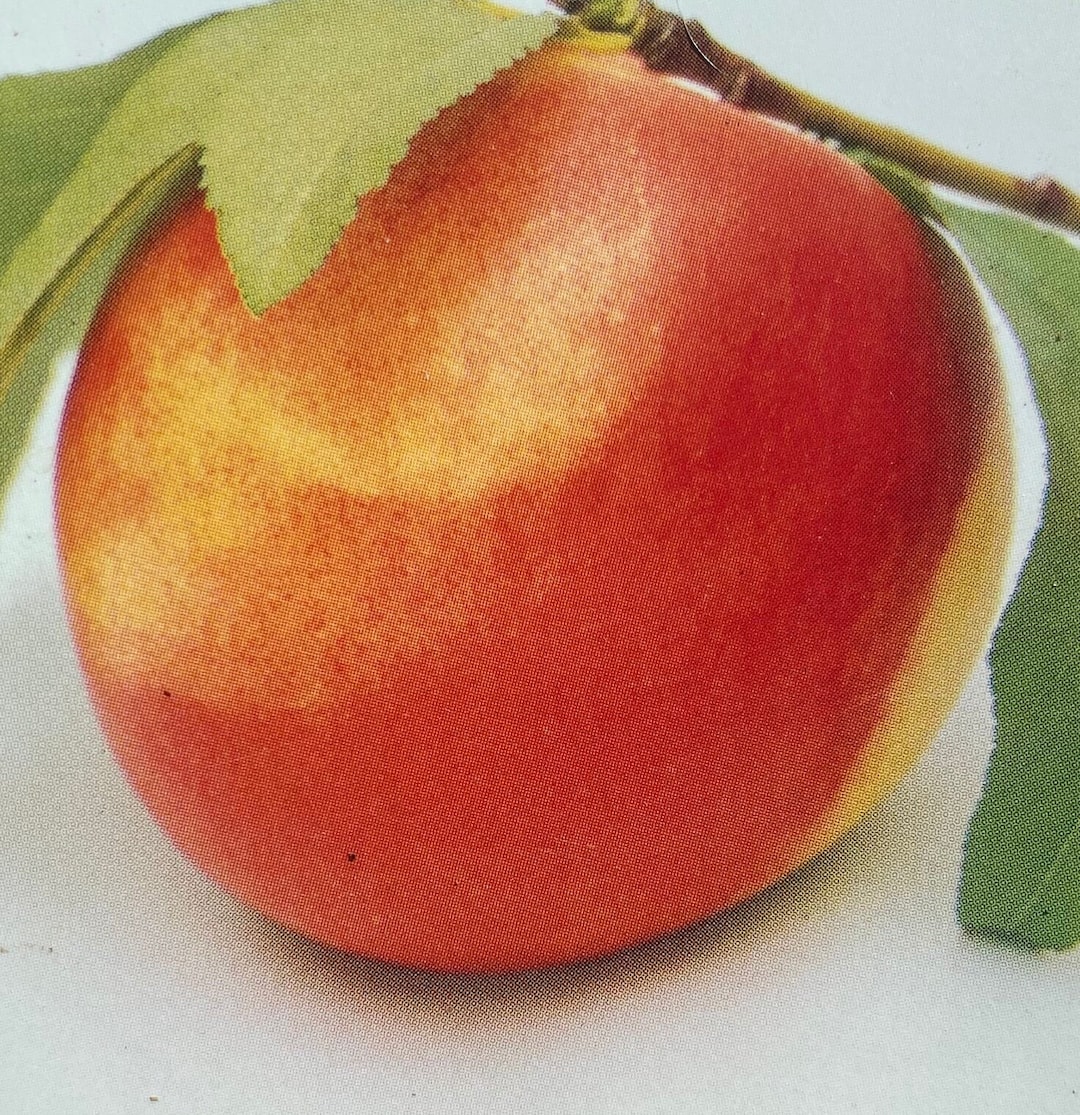 Surecrop Nectarine Tree Live 4-6 Foot Tall Fruit Trees Plant Healthy ...