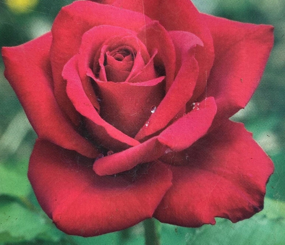 Olympiad Everblooming Hybrid Tea Rose Live Healthy Plant Fragrant Bush ...